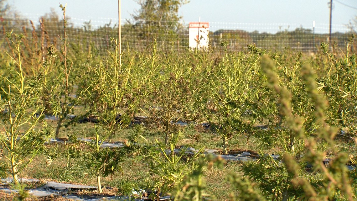 Texas sees first hemp harvesting season after 2019 hemp bill passed ...