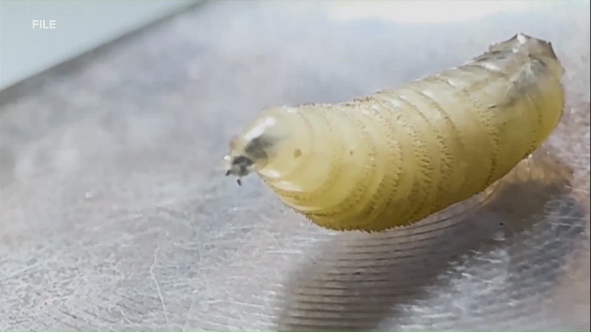 New cases of flesh-eating parasite confirmed hundreds of miles away ...