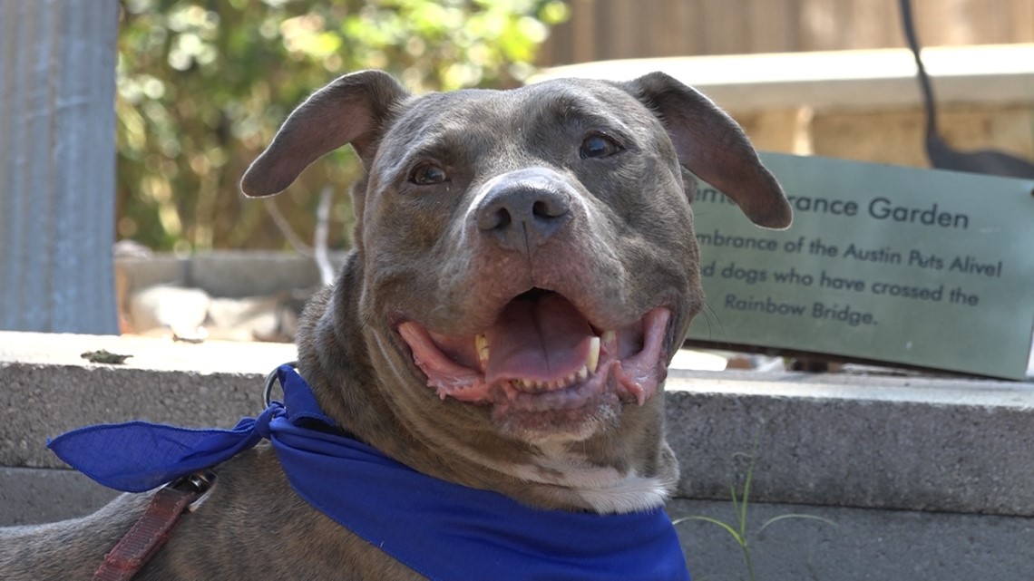 Valentine's pet adoption: Austin animal shelters adoption events | kvue.com