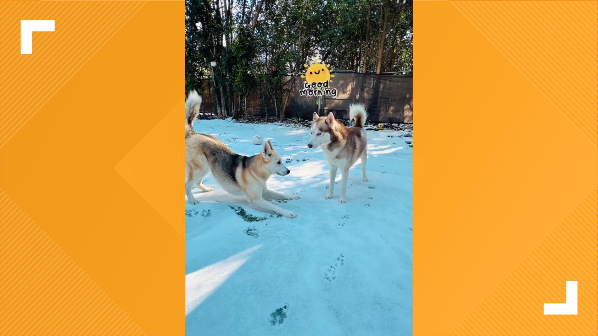 Snow in Austin, Texas: Photos show winter weather across Central Texas ...