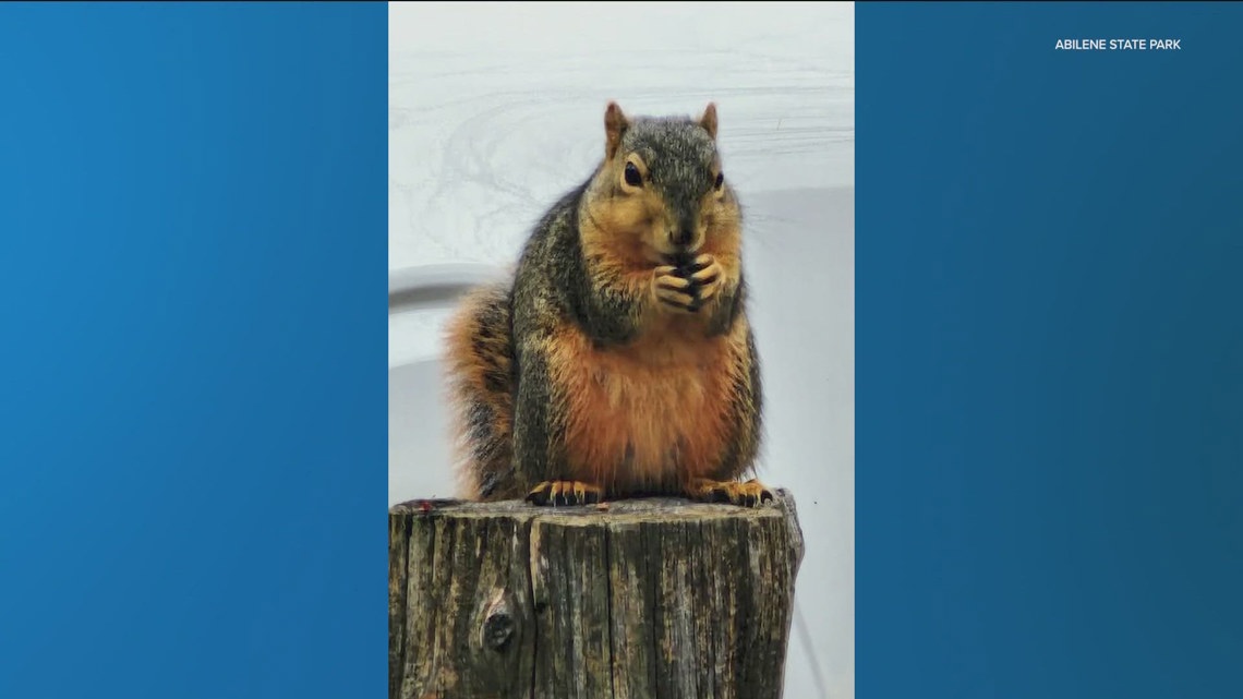 'Fat Squirrel Week' launches in Texas | kvue.com
