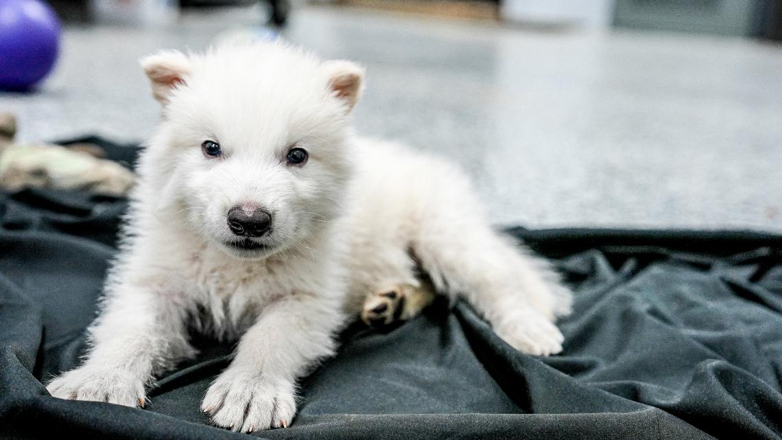 Dallas-based Colossal Bioscences announces rebirth of once-extinct dire ...