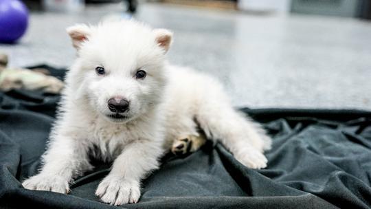 Dallas-based Colossal Bioscences announces rebirth of once-extinct dire wolf | kvue.com