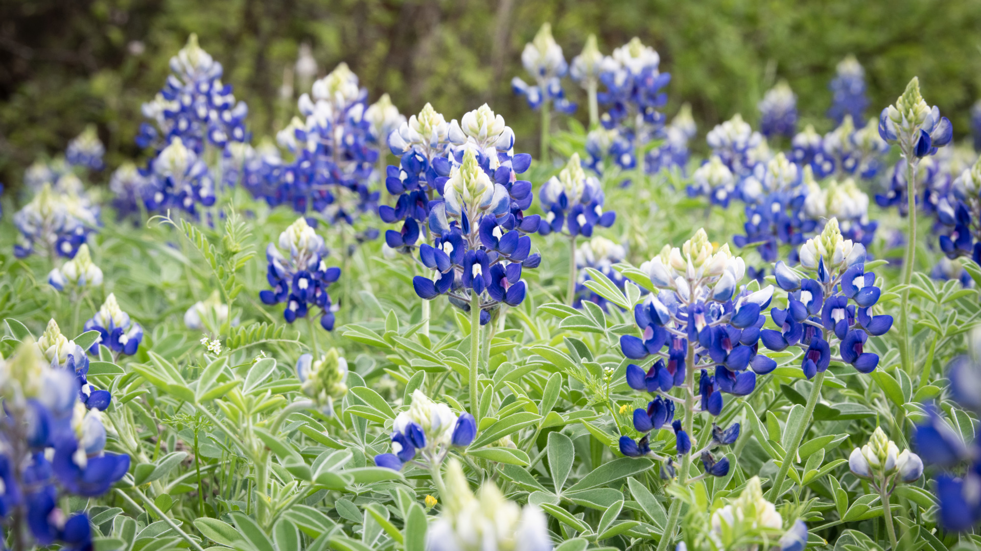 Bluebonnet bloom 2025: Expect mixed results due to drought conditions ...