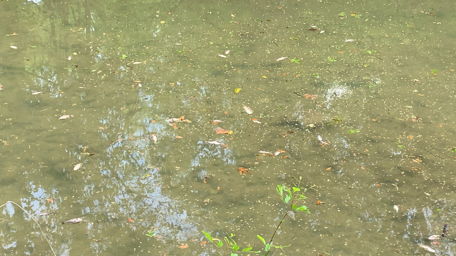 Austin, Texas residents find dead fish in Shoal Creek | kvue.com