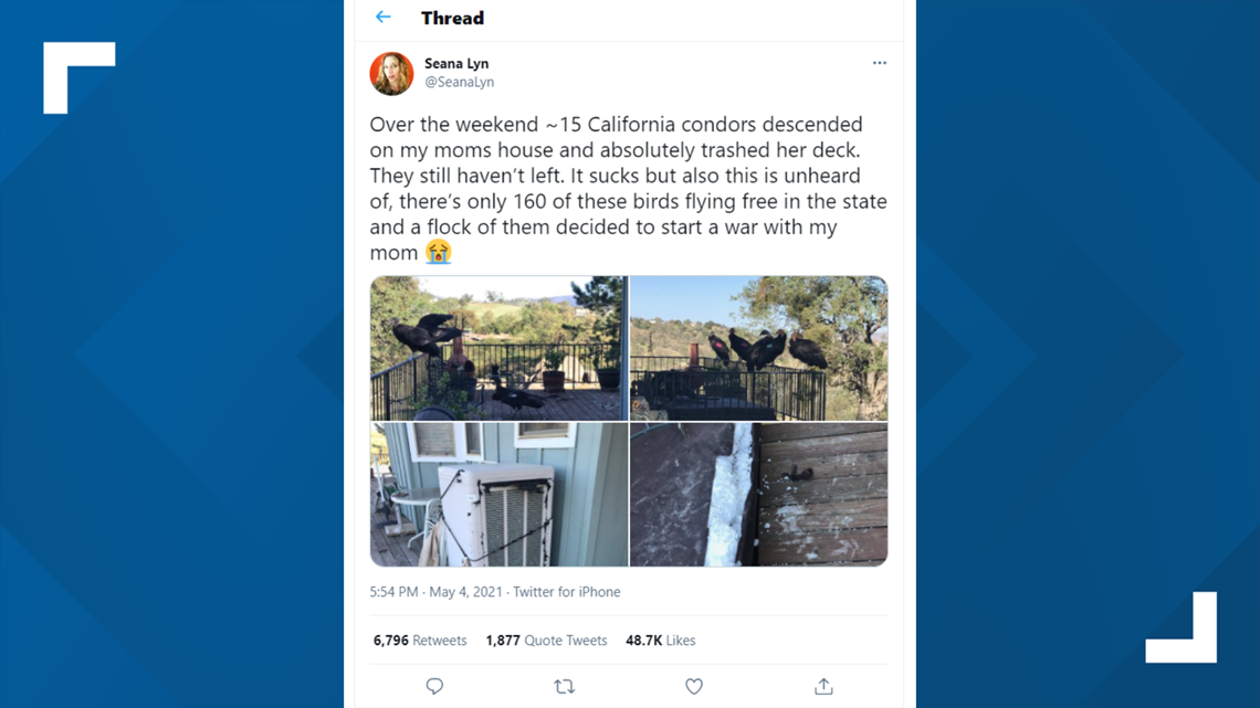 California condors attack woman's home | kvue.com