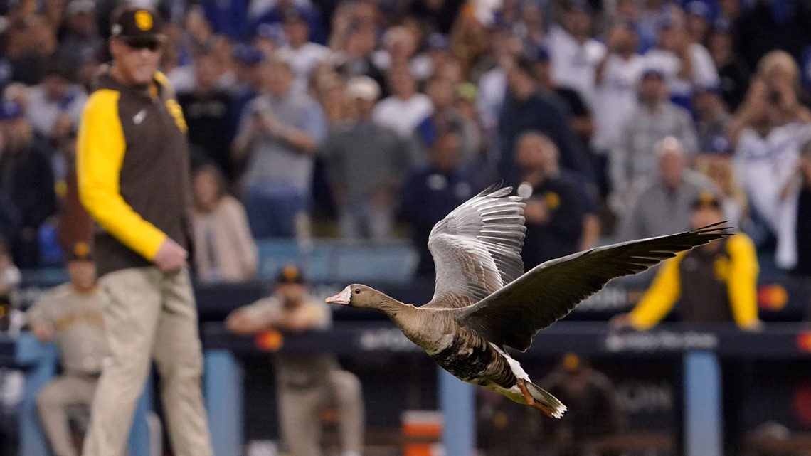Padres-Dodgers playoff game: Goose on loose causes delay | kvue.com