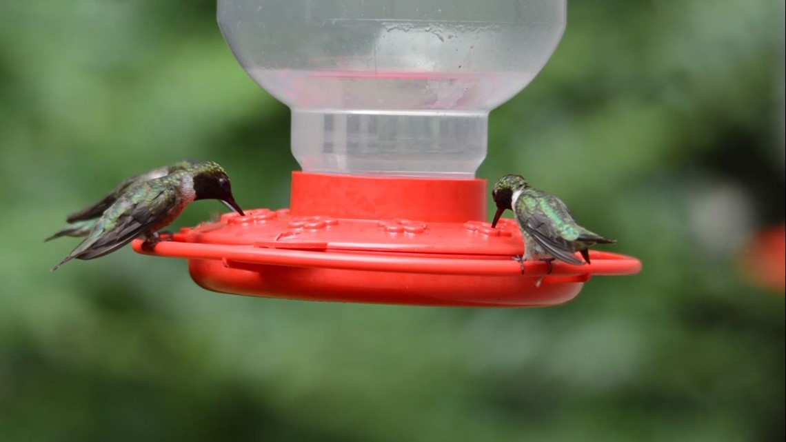 Texas hummingbird migration season | How to get them to visit your ...