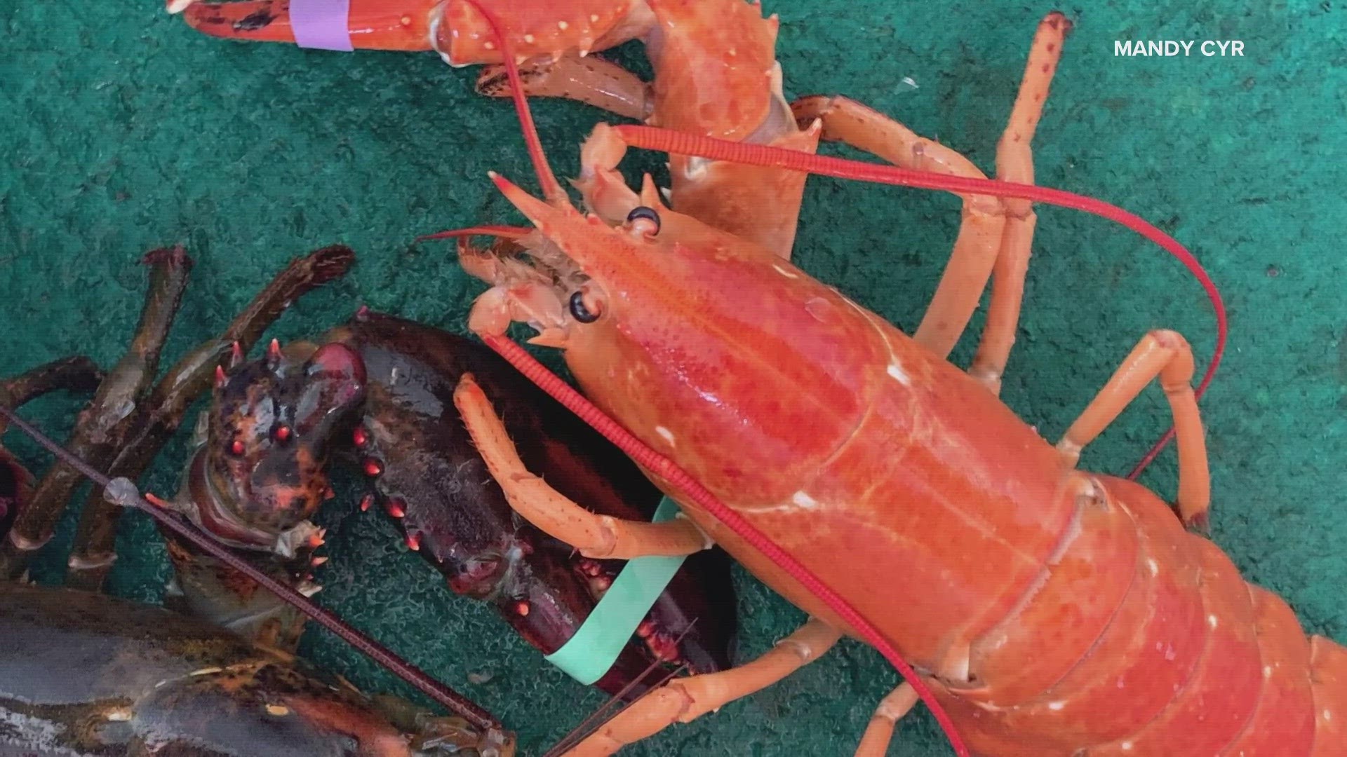 Rare one clawed orange lobster caught in Casco Bay | kvue.com
