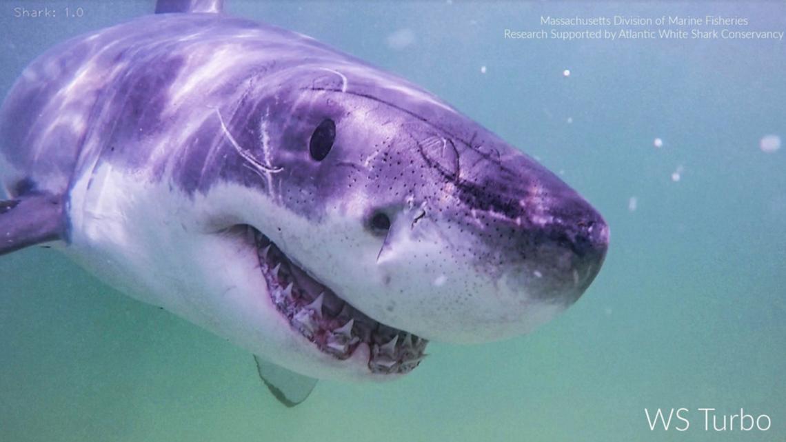 Great white sharks head north | kvue.com