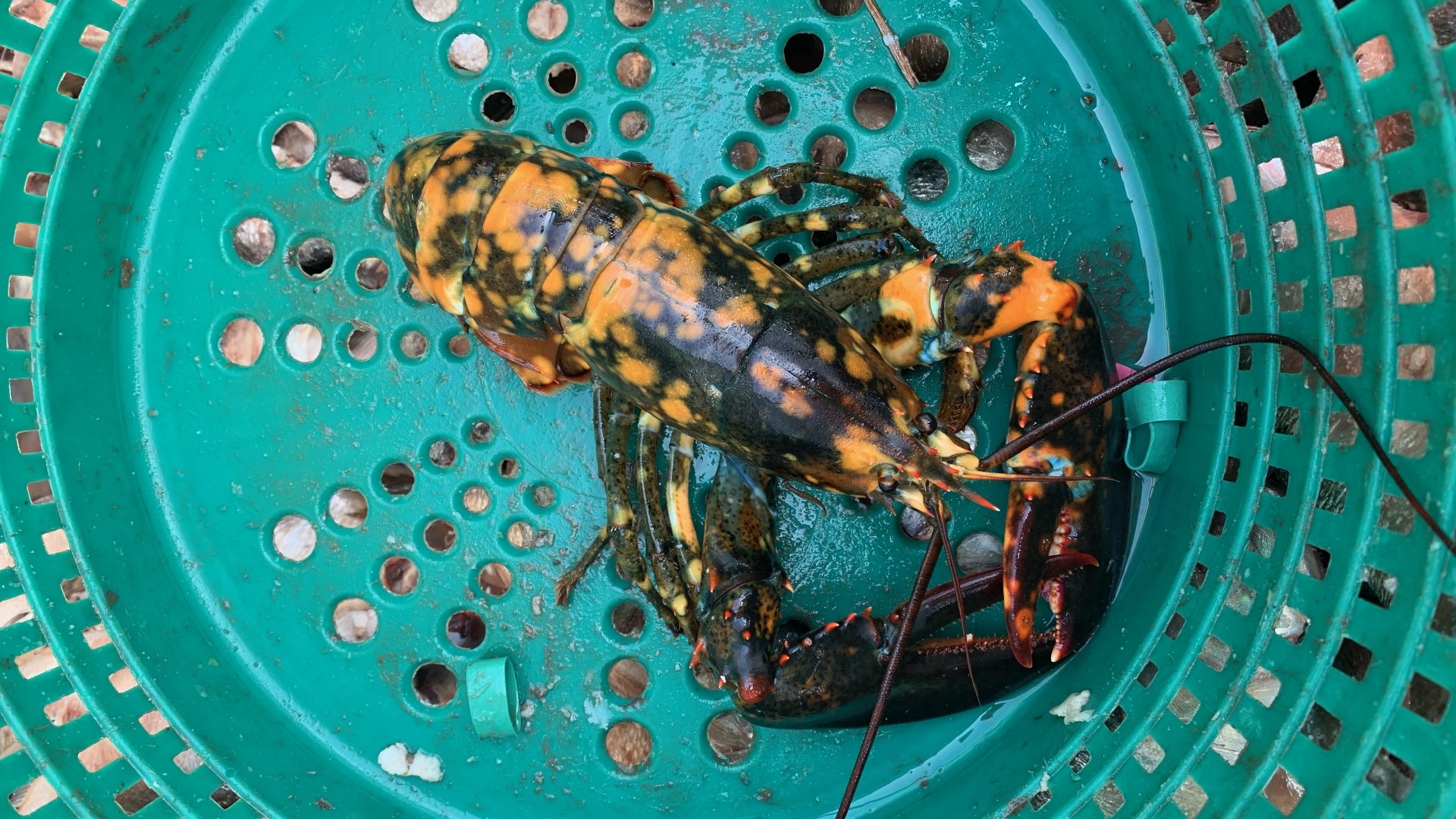 Rare one clawed orange lobster caught in Casco Bay | kvue.com