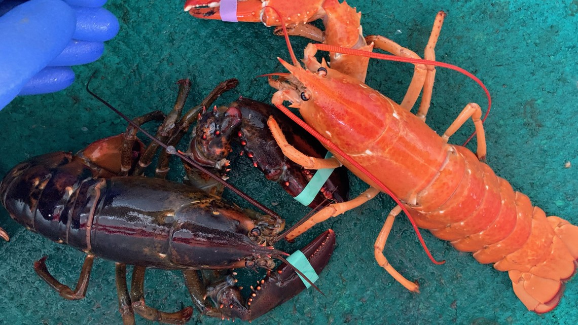 Rare one clawed orange lobster caught in Casco Bay | kvue.com