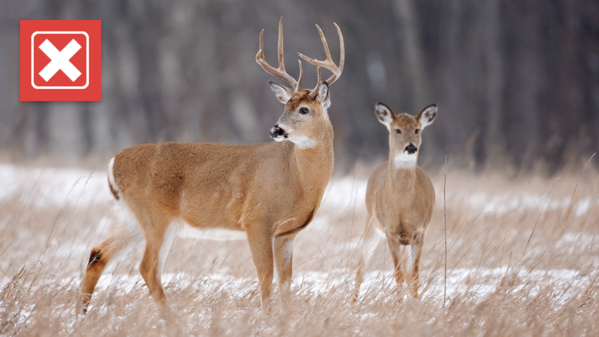 No evidence of ‘zombie’ deer disease spreading to humans | kvue.com