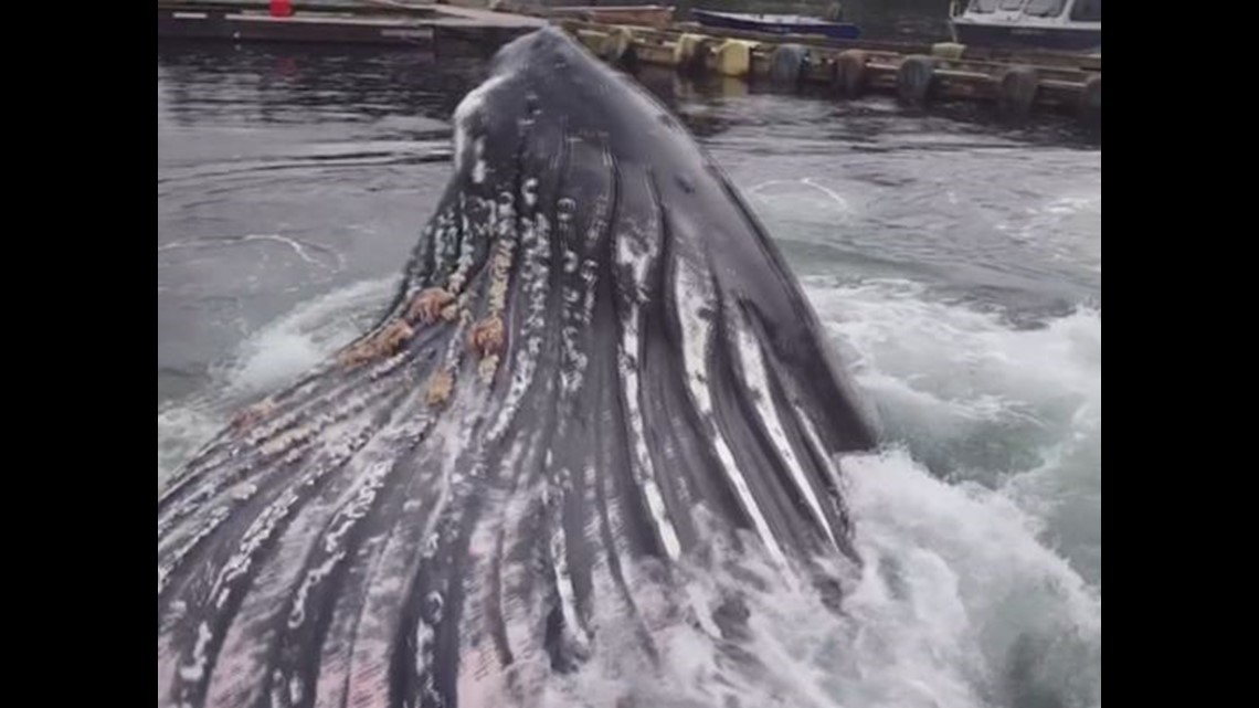 Giant whale pops up in tiny marina for a snack | kvue.com