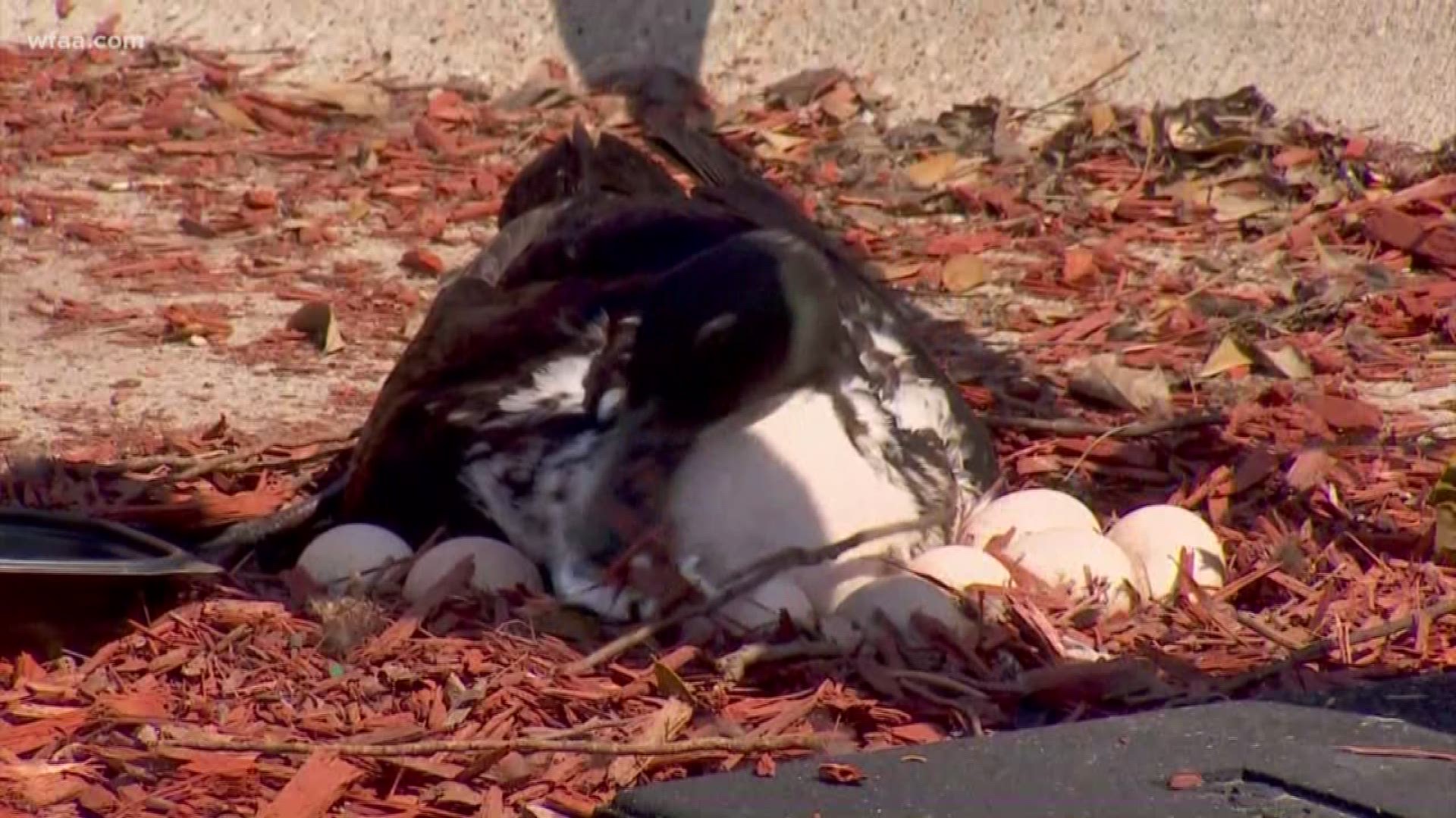 Whataburger staff cares for duck after it nests and lays eggs in ...