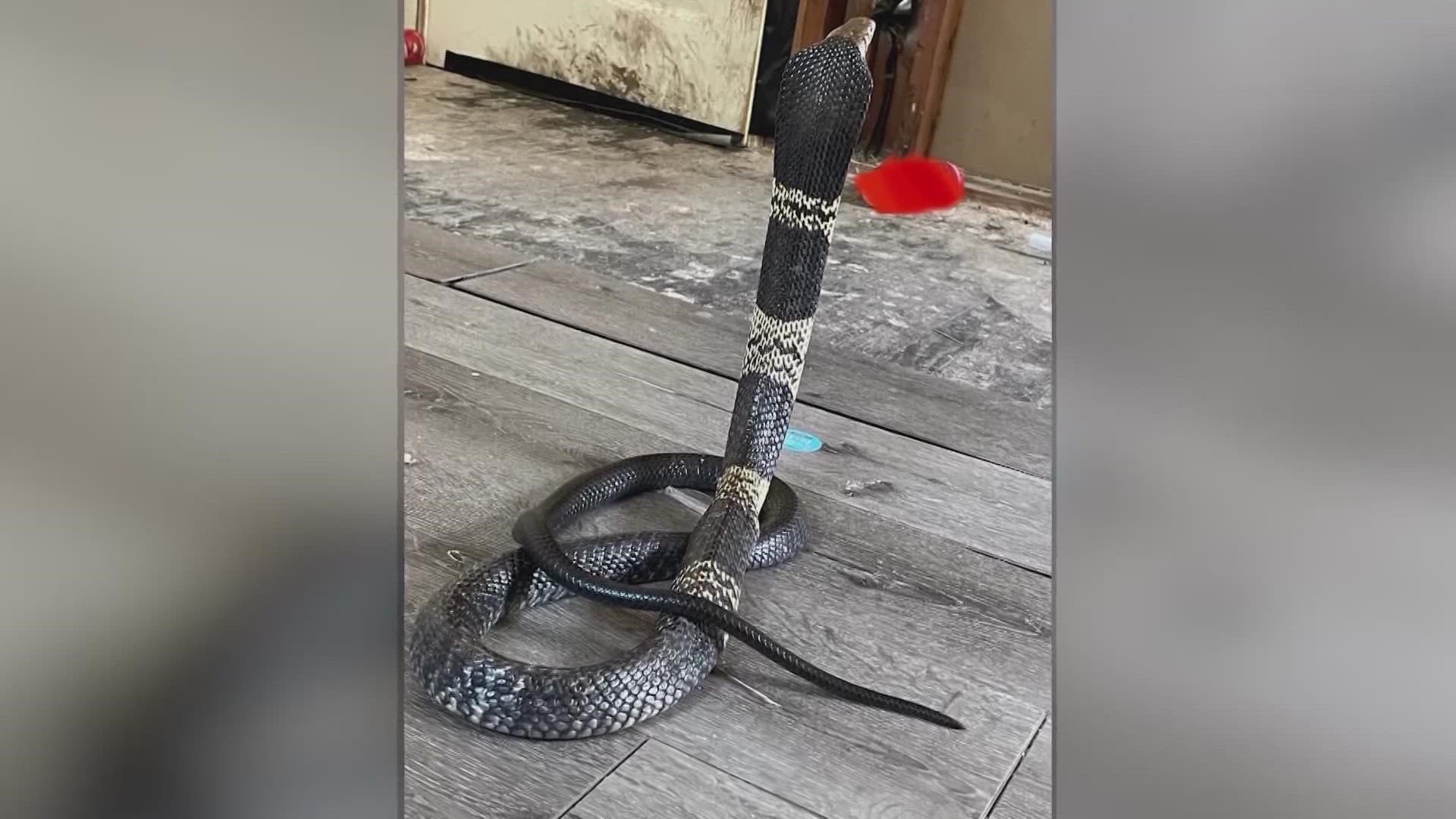 Woman who lived near cobra also lived near Oak Cliff Tiger | kvue.com