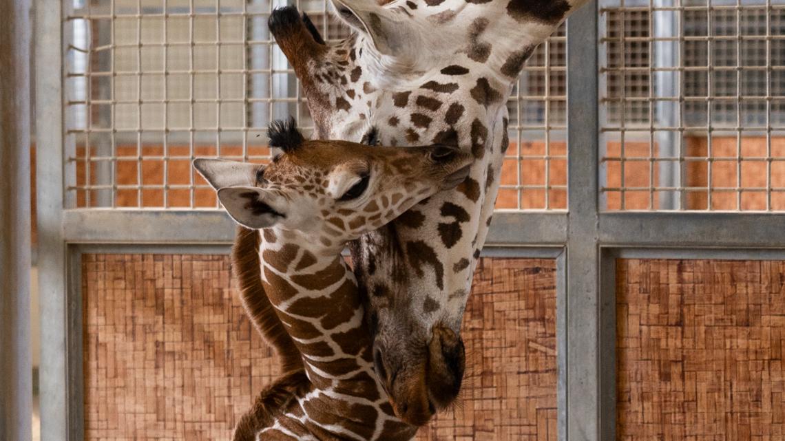 Dallas Zoo announces birth of baby giraffe | kvue.com