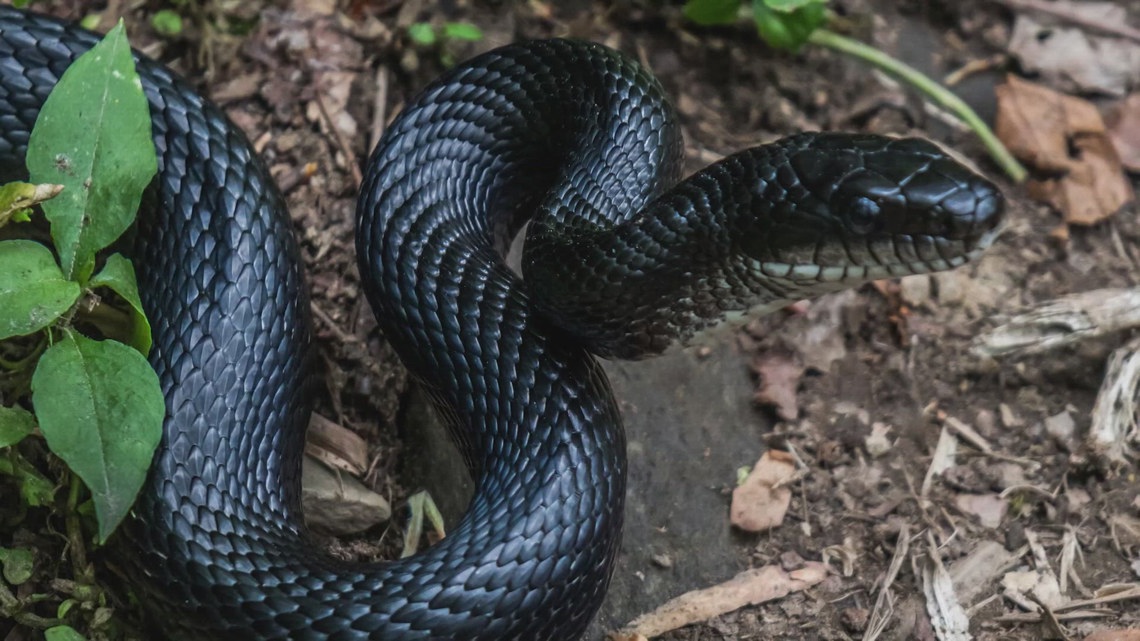 North Texas woman helping relocate snakes | kvue.com