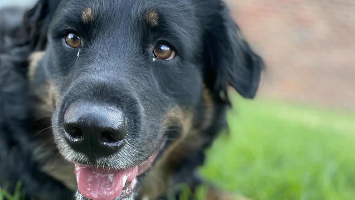 Where is Juno? Texas teacher says a Rover pet sitter lost his beloved ...