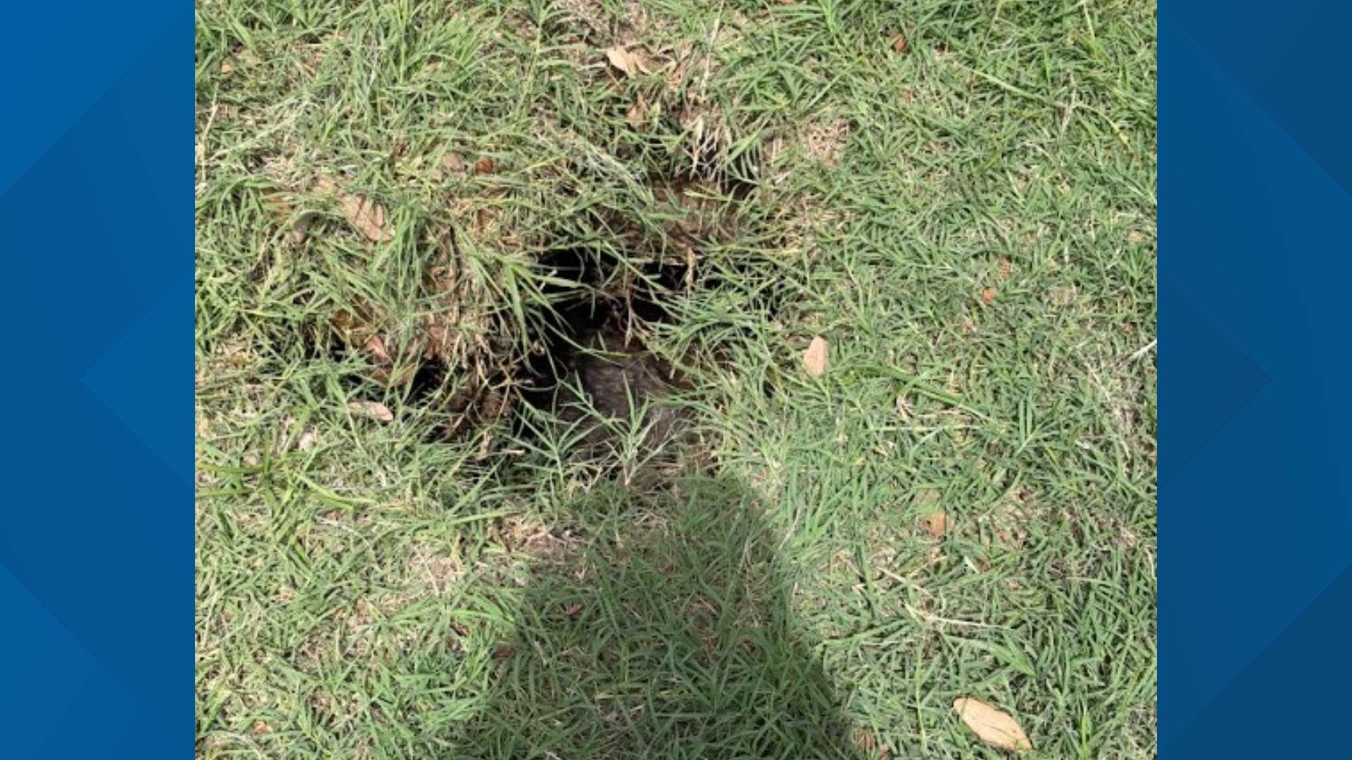 Here's how Dallas Fire Rescue saved a nearly 200-pound dog from a 12 ...