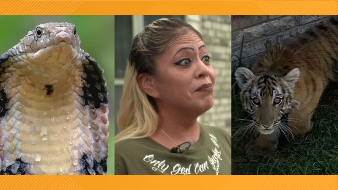 Woman who lived near cobra also lived near Oak Cliff Tiger | kvue.com