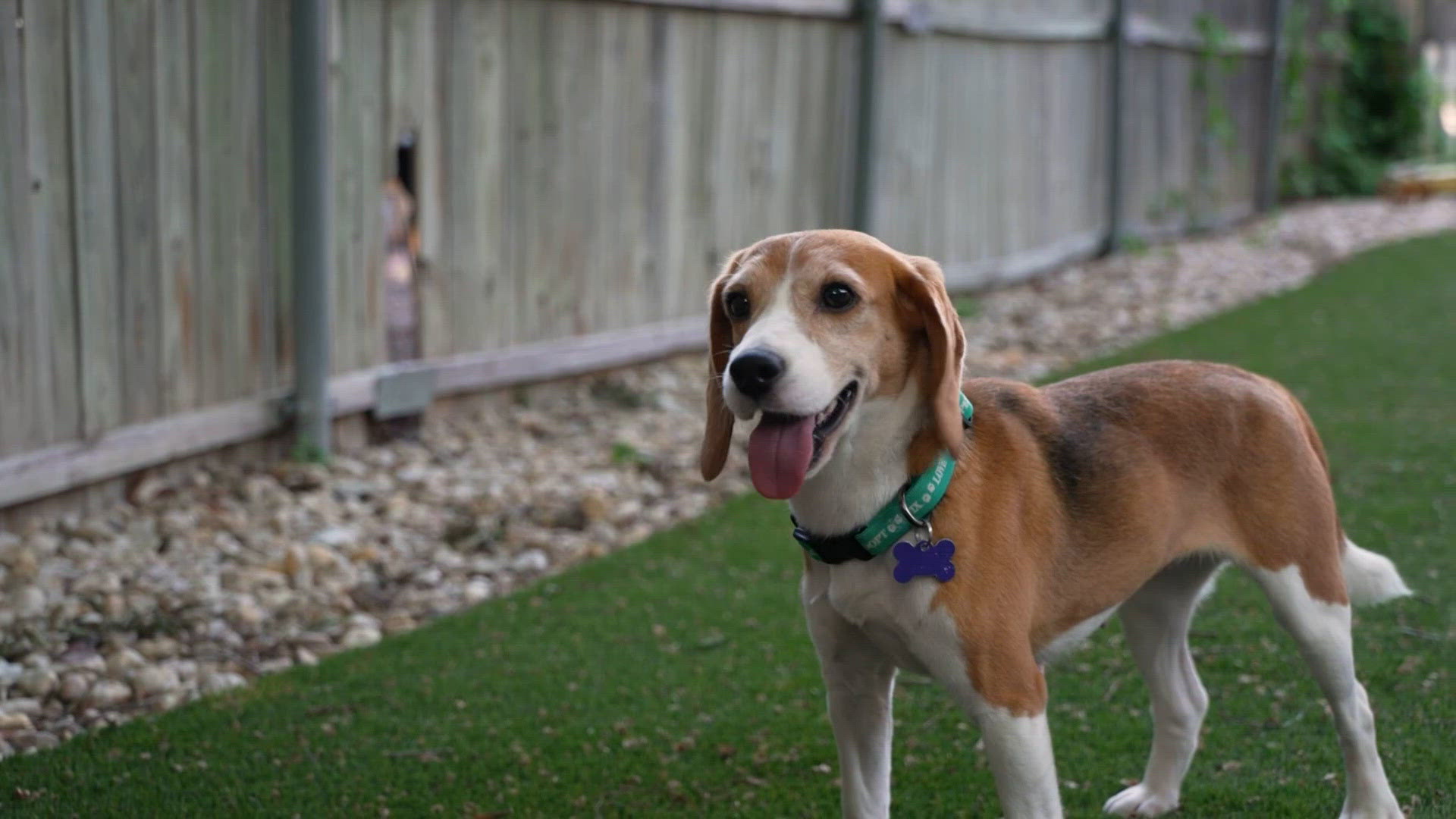 Beagles removed from Wisconsin research lab after abuse allegations ...