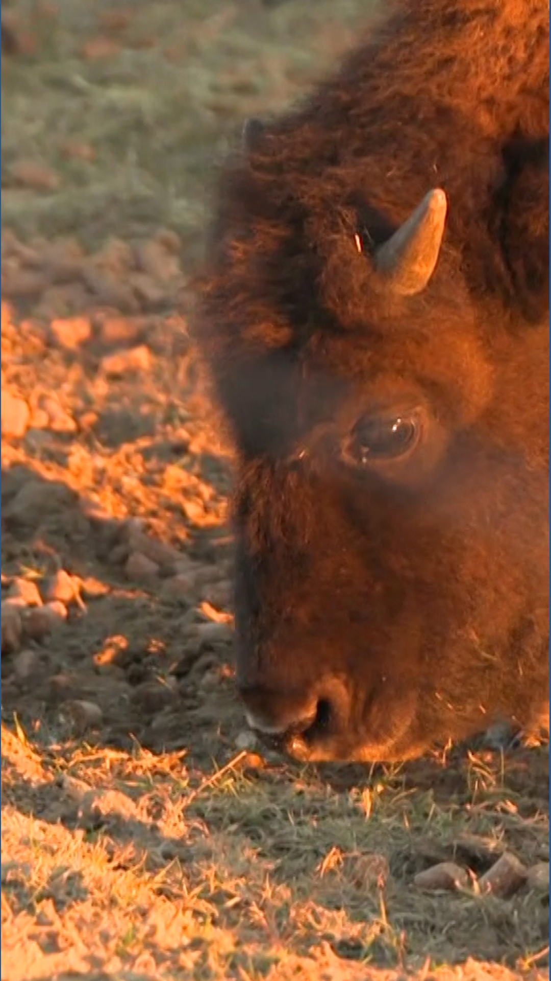 'The whole thing is disturbing': Family's bison killed and decapitated ...