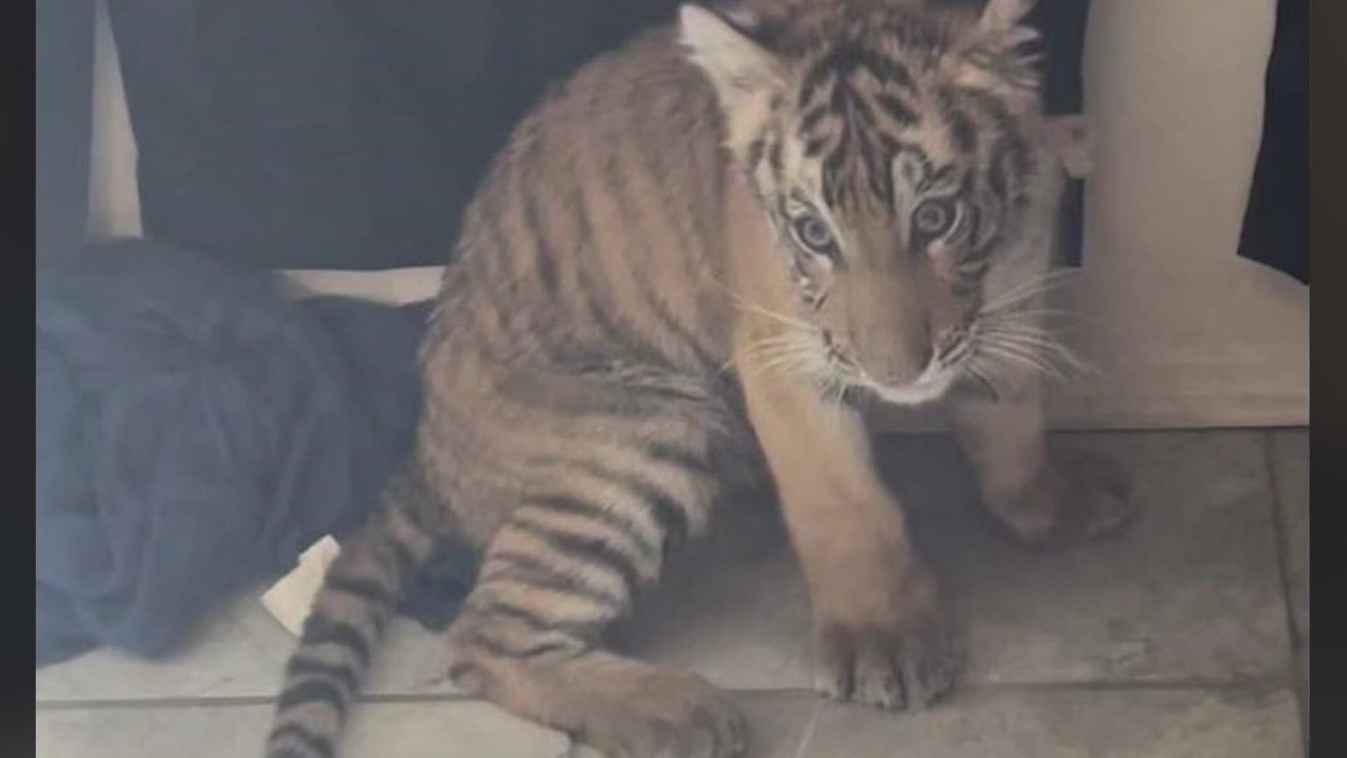Woman who lived near cobra also lived near Oak Cliff Tiger | kvue.com