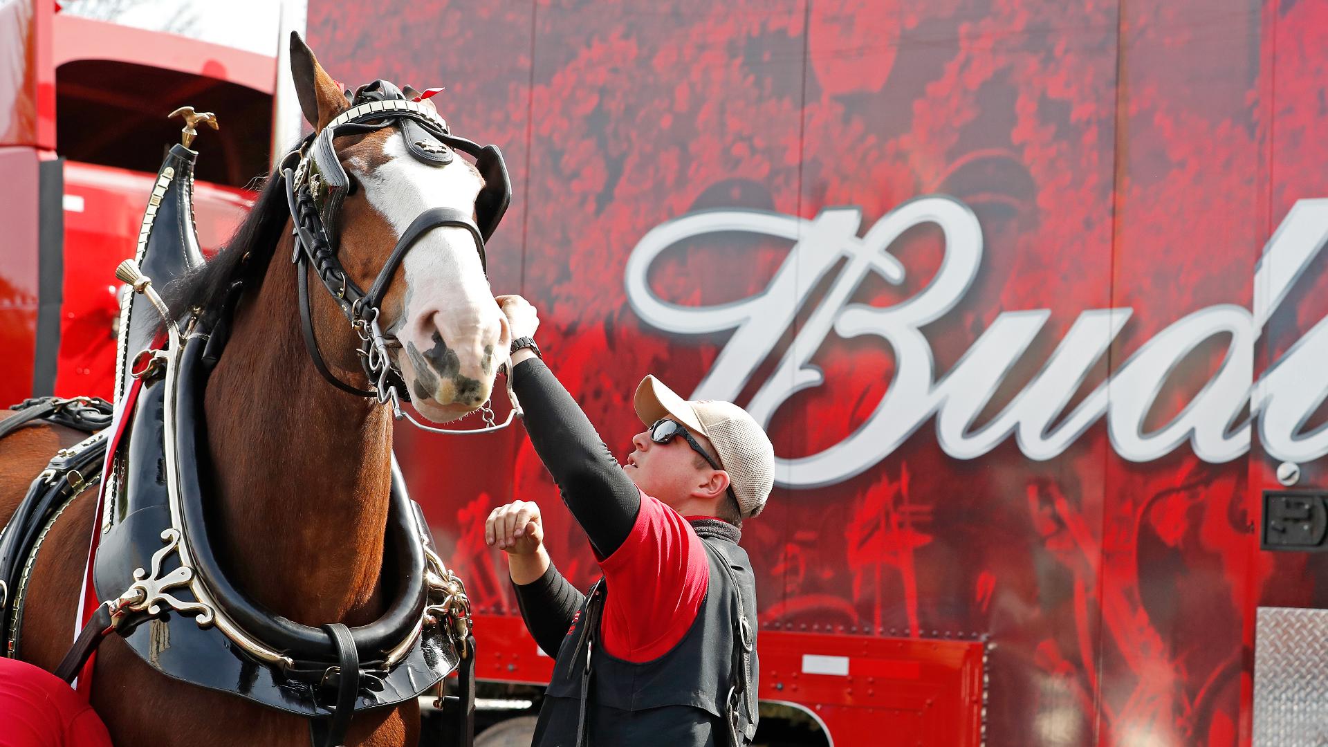 Budweiser Clydesdales to deliver beer at North Texas bars | kvue.com