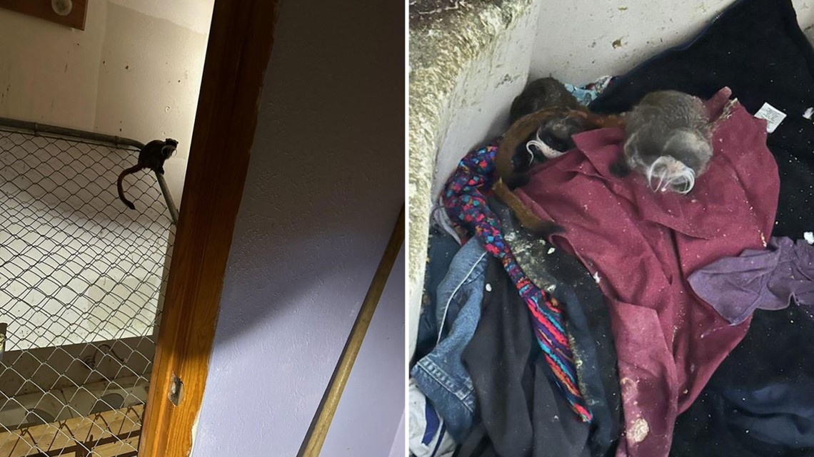 Dallas Zoo: Missing monkeys found by police | kvue.com