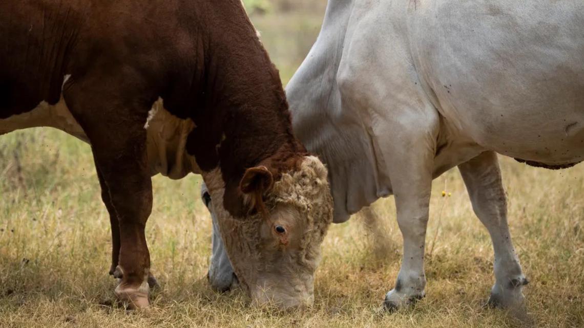 First US screwworm case confirmed in South Texas | kvue.com