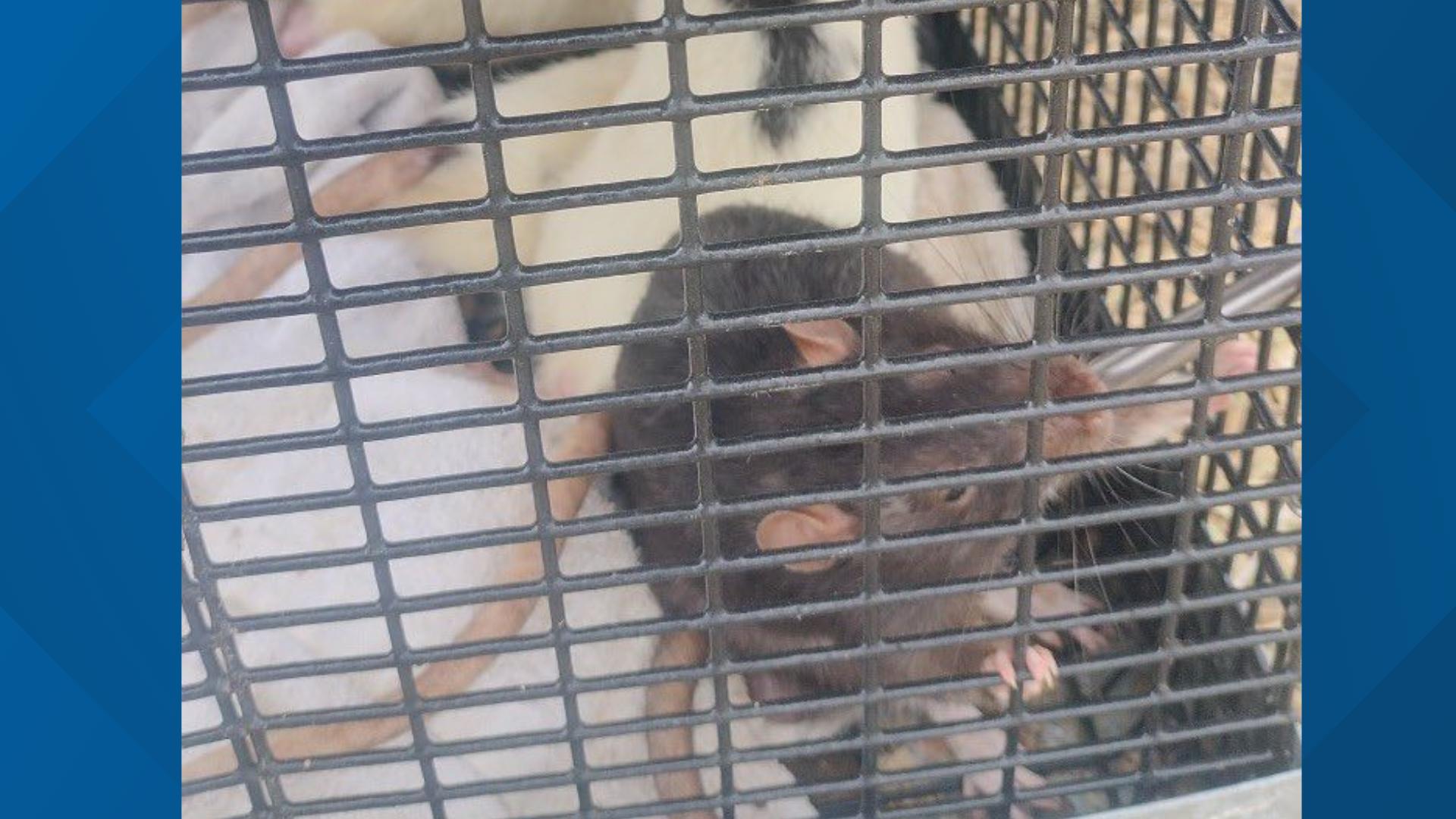 Texas police rescue abandoned rats from the side of the road | kvue.com
