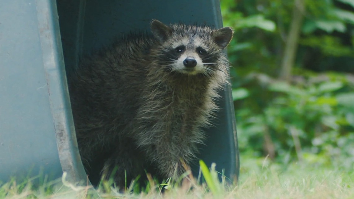 Raccoon in San Marcos, Texas tests positive for rabies | kvue.com