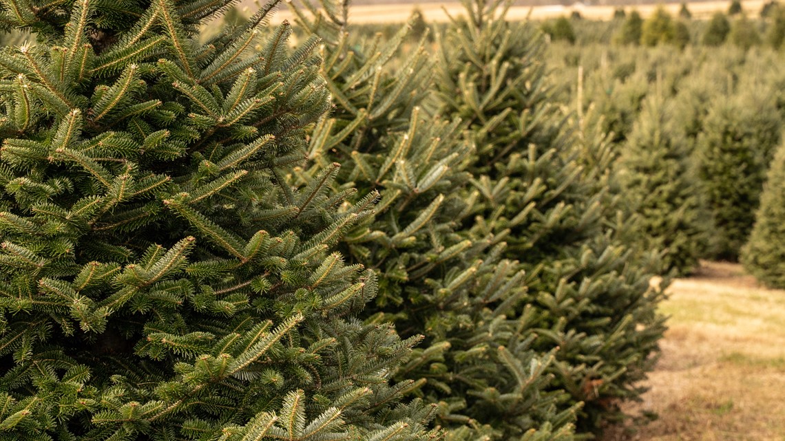 Christmas tree shortage could take the merry out of the holiday | kvue.com