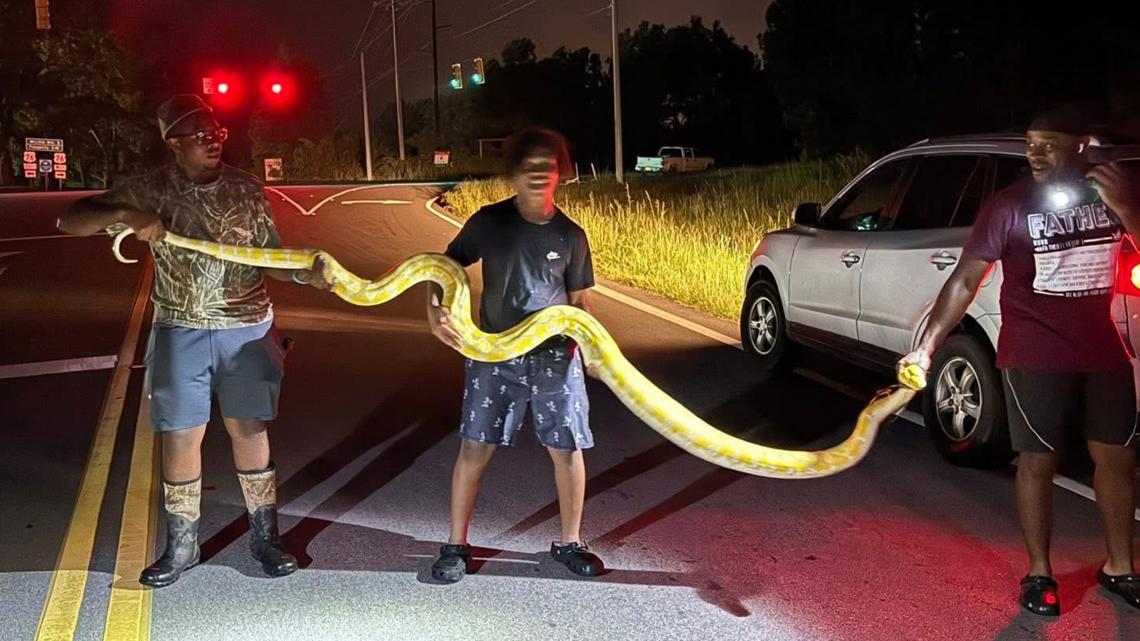 Large python captured in small South Carolina town | kvue.com