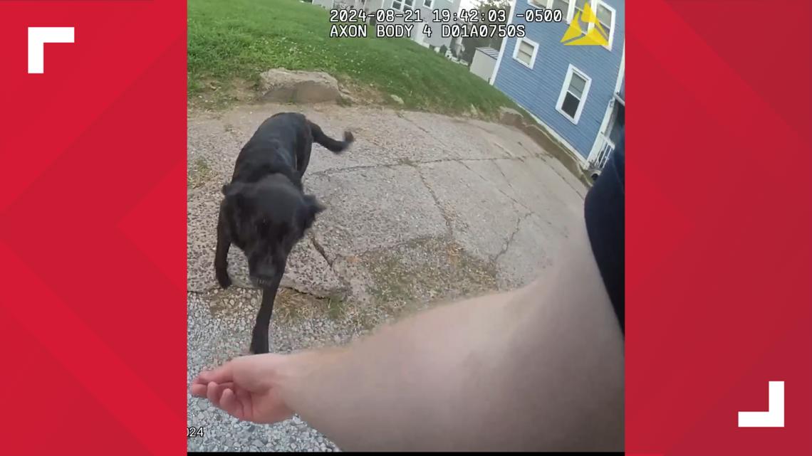 Police officer shoots dog in Davenport, Iowa | kvue.com