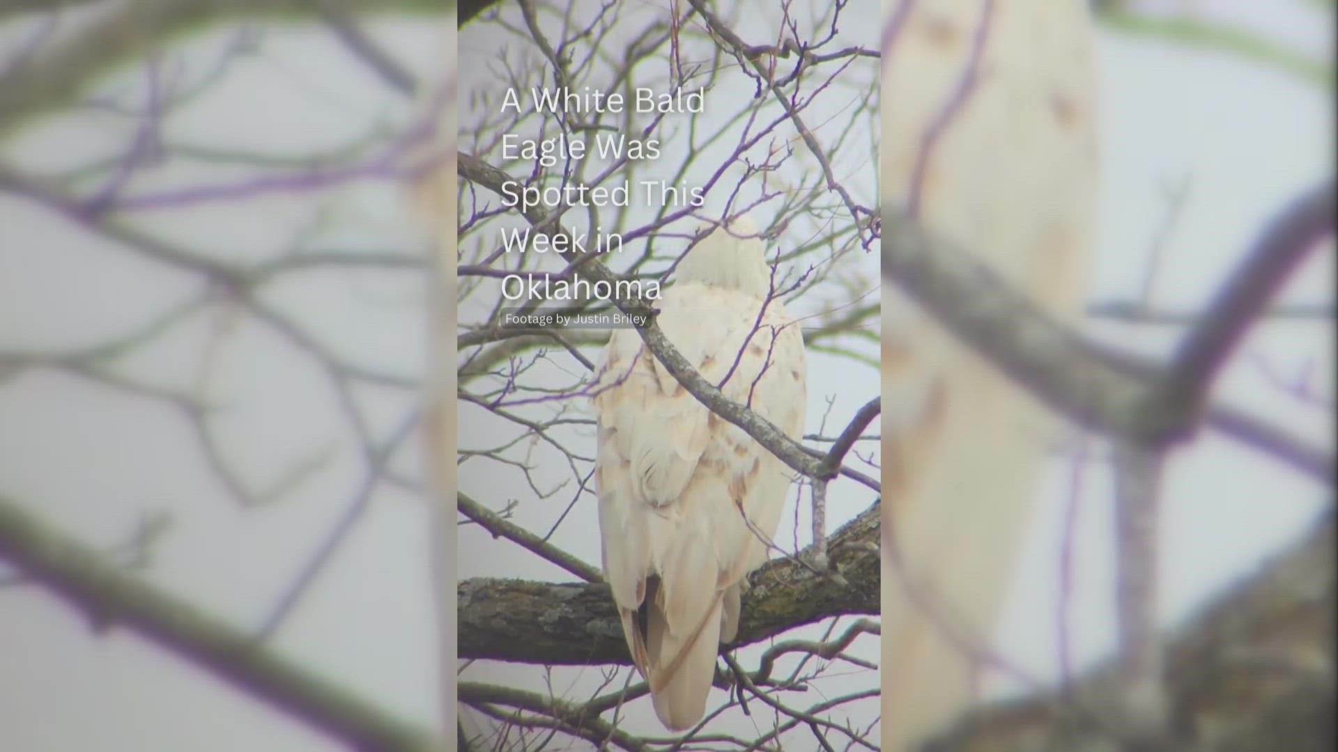 Rare all-white bald eagle spotted in Oklahoma | kvue.com