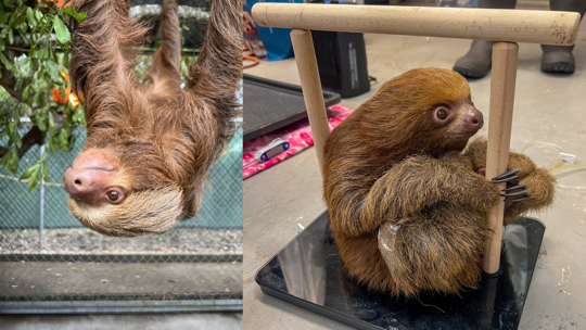 Florida halts sloth imports amid investigation into 'Sloth World ...