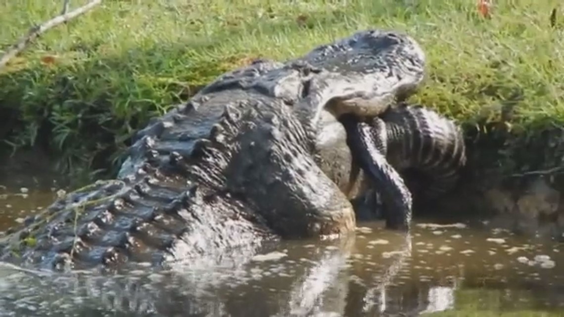 Huge alligator eats another gator in South Carolina | kvue.com