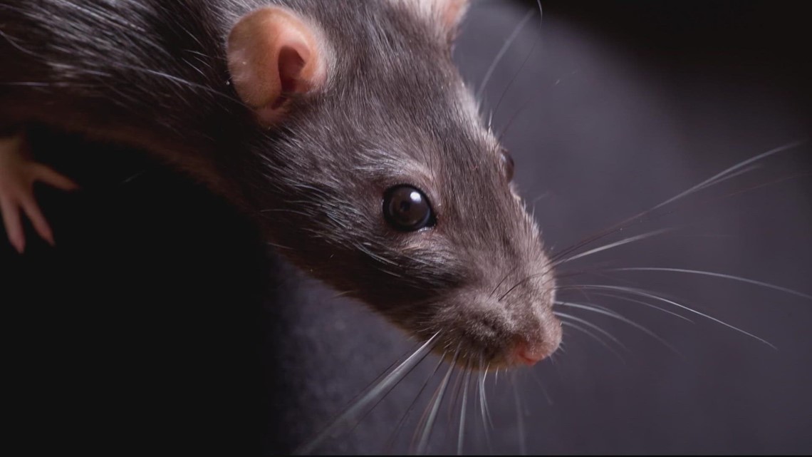 A rat caused the power outage in West Austin | kvue.com