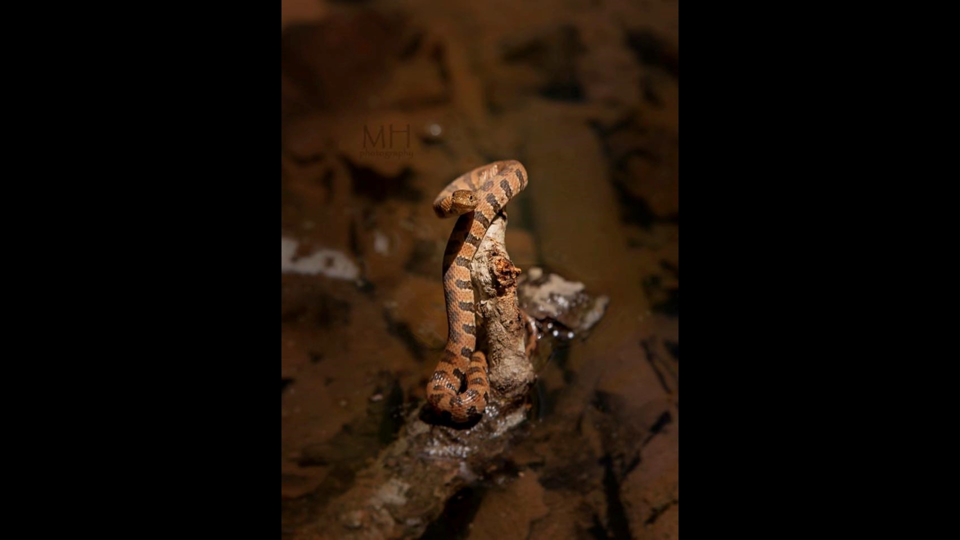 PHOTOS: Snakes seen in metro Atlanta | kvue.com