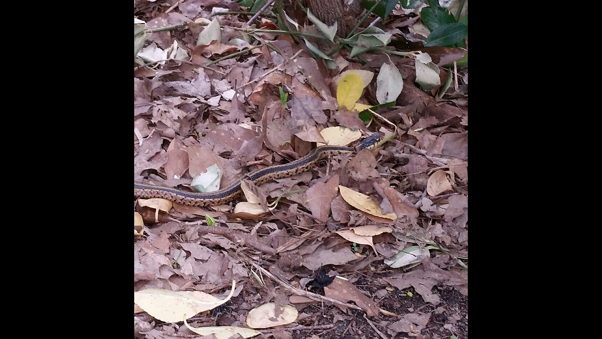 PHOTOS: Snakes seen in metro Atlanta | kvue.com