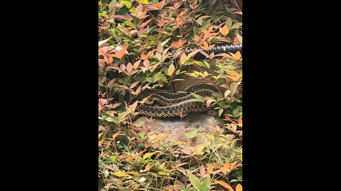 PHOTOS: Snakes seen in metro Atlanta | kvue.com