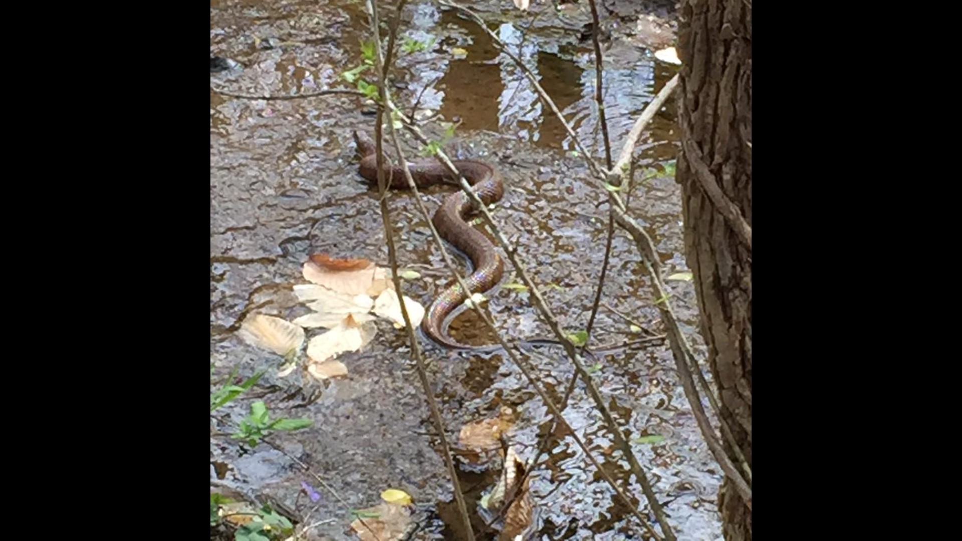 PHOTOS: Snakes seen in metro Atlanta | kvue.com