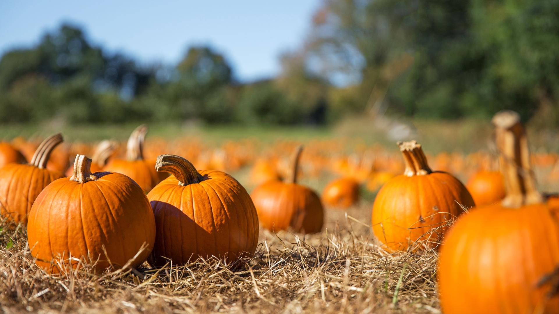 LIST: Pumpkin patches in Austin-Central Texas for fall 2025 | kvue.com