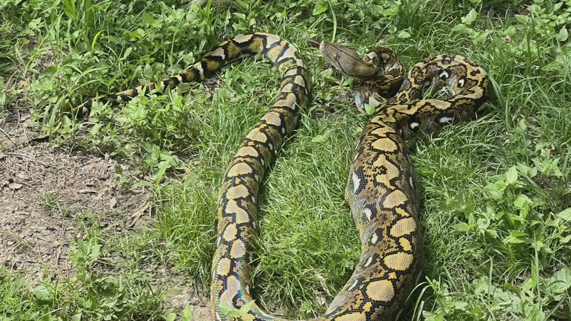 Louisiana man finds giant snake in backyard | kvue.com