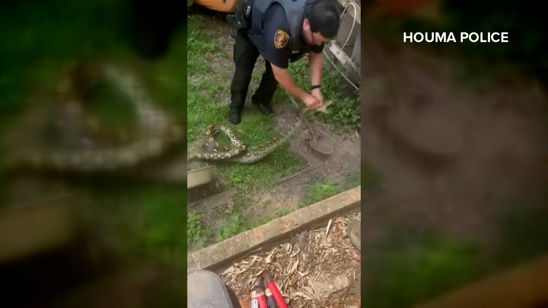 Louisiana man finds giant snake in backyard | kvue.com