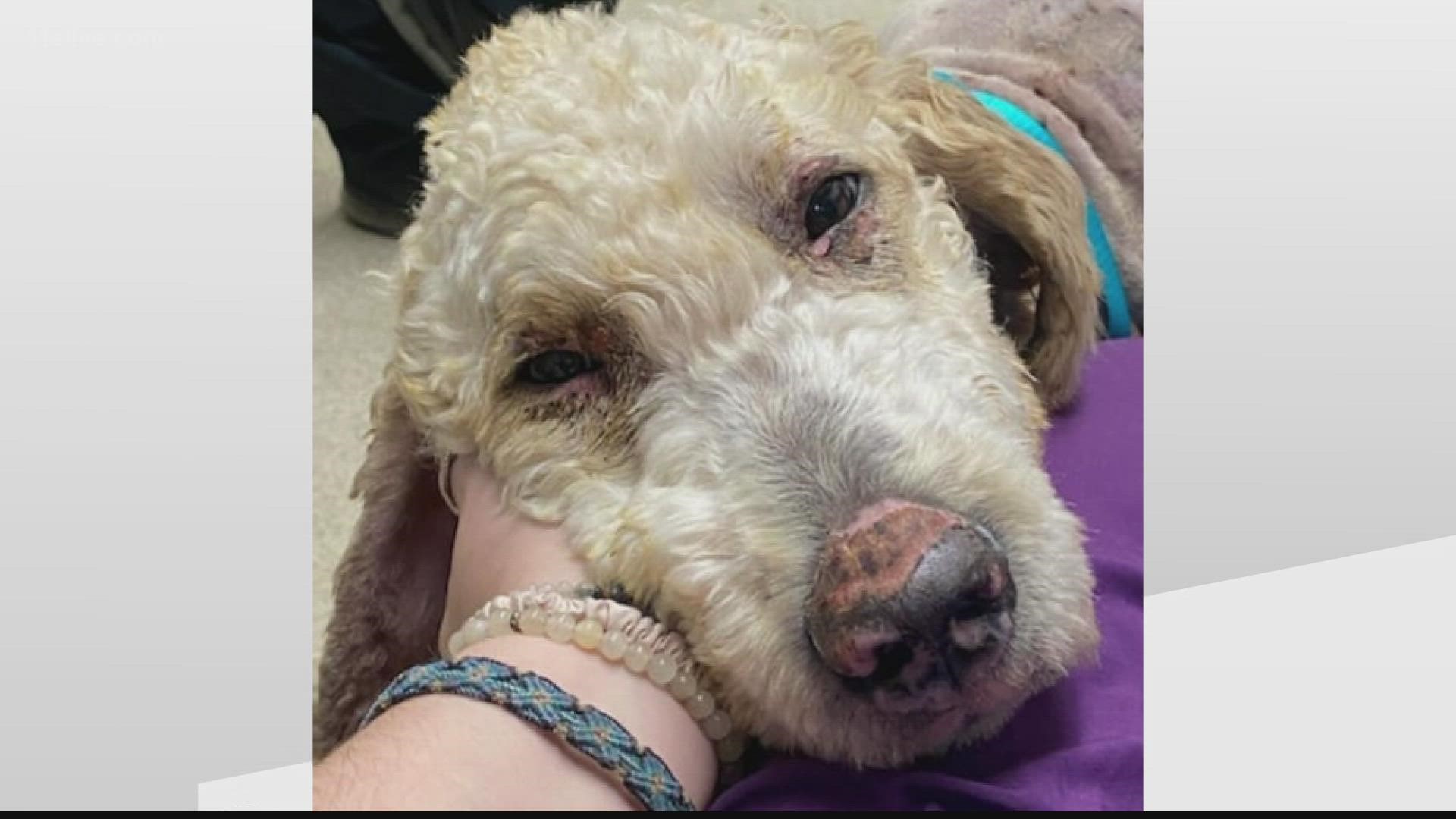 Burned Labradoodle in DeKalb County Will fighting complications | kvue.com