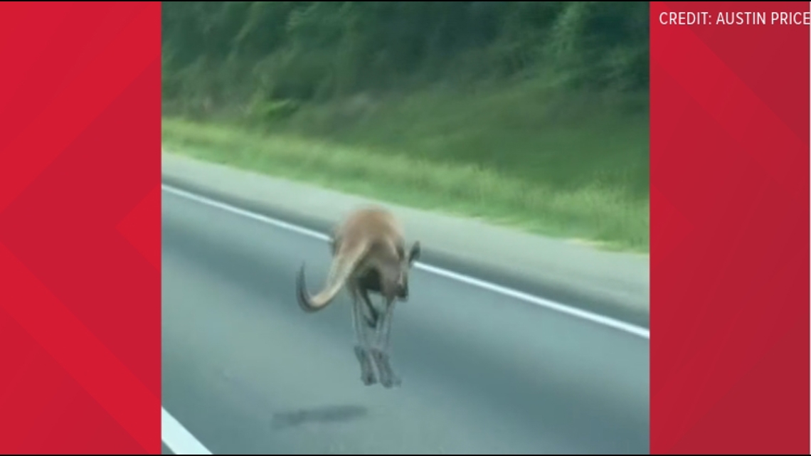 Kangaroo crash halts traffic on Interstate 85 in Alabama | kvue.com
