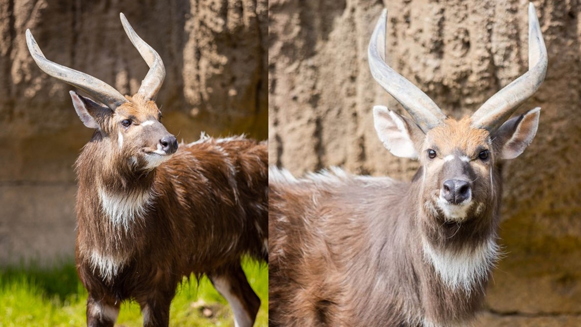 Hippo suddenly attacks, kills sitatunga at John Ball Zoo | kvue.com